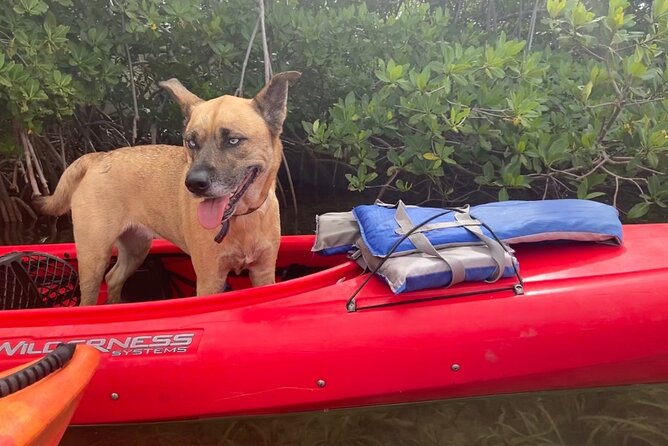 Key West Mangrove Kayak Eco Tour - FAQ