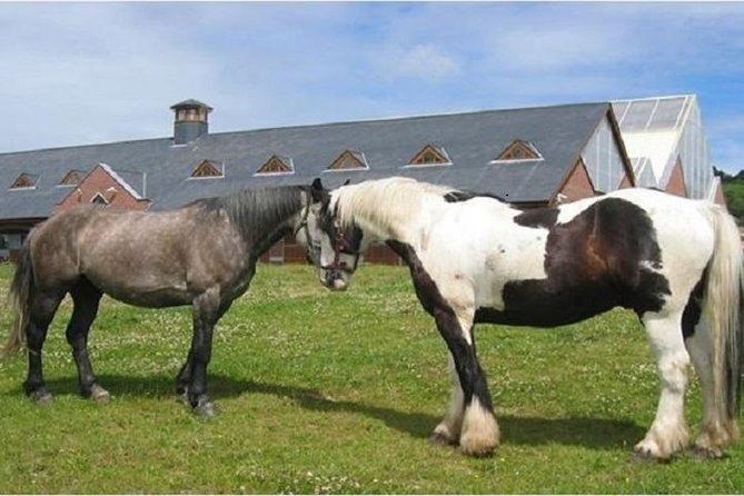 Killarney National Park Horseback Ride. Co Kerry. Guided. 2 hours. - FAQ