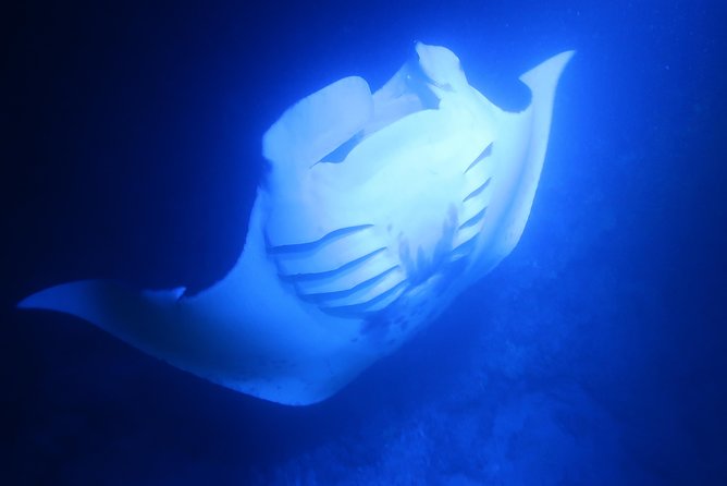 Kona Manta Rays Guaranteed Night Snorkel in Keauhou Harbor - Who Will Enjoy This Tour Most?