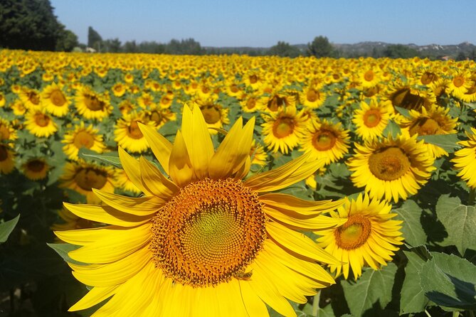 Luberon, Roussillon & Gordes Half-Day Tour from Avignon - Ending with a Refreshing Spring