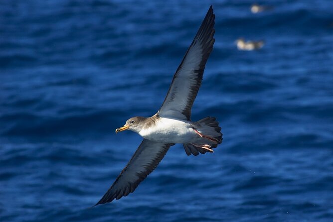 Madeira Dolphin & Whale Watching Tour - Frequently Asked Questions