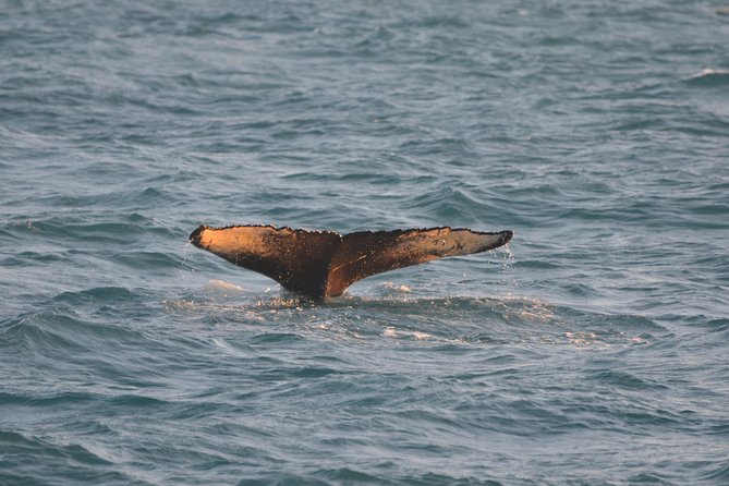 Magical Whales in the Midnight Sun | from Reykjavik - FAQ