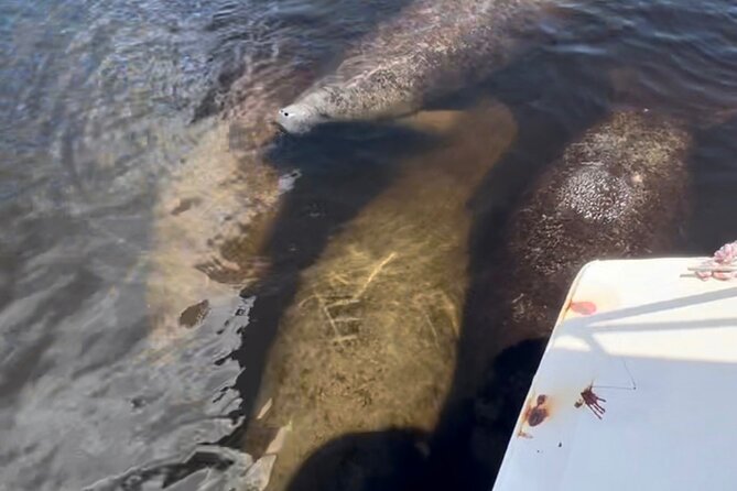 Manatee Sightseeing and Wildlife Boat Tour - Final Thoughts