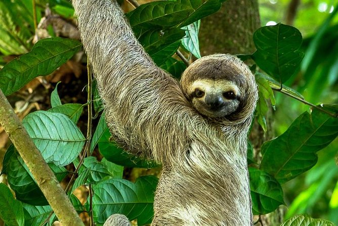 Manuel Antonio Park Nature Guided Tour with a Nature Specialist - The Practicalities: What You Need to Know