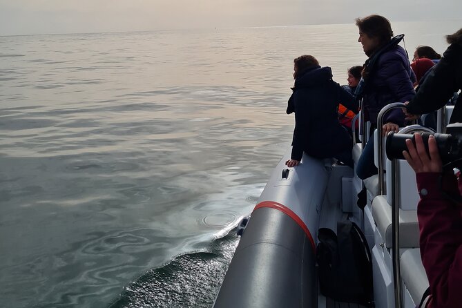 Meet the Lisbon Dolphins - Dolphin Watching in Lisbon - The Ups and Downs from Travelers Perspectives