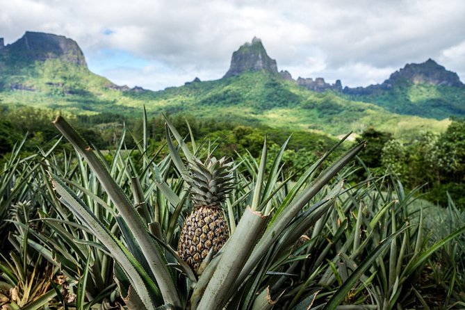 Moorea 4WD Tour Inc. Belvedere, Pineapple Farm, Magic Mountain... - Who Will Love This Tour?