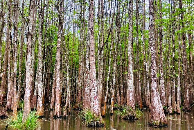 New Orleans Swamp and Bayou Boat Tour with Transportation - Who Should Opt for This Tour?