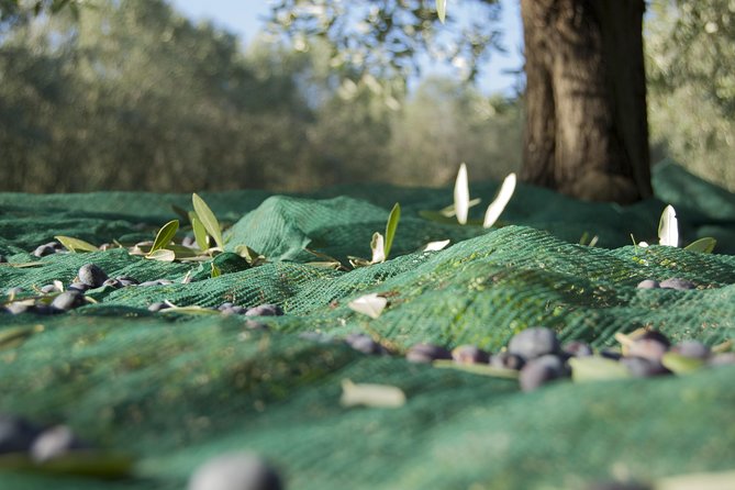Olympia Shore Ex: Ancient Olympia, Honey Farm & Olive Oil Tasting - FAQs