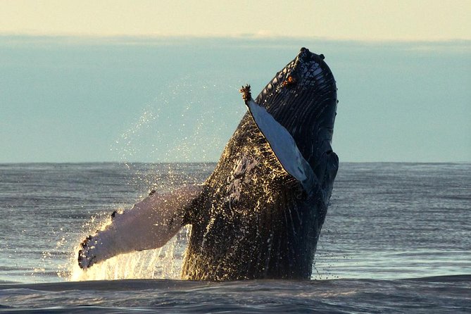Original Big Whale Safari & Puffins Speedboat Tour from Húsavík - The Sum Up