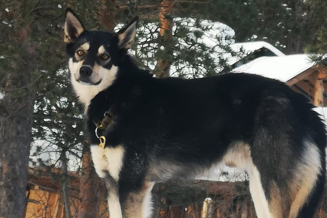 Privat sled trip with husky in the alta valley - Frequently Asked Questions