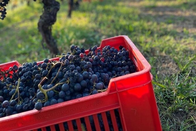 Private Barolo / Barbaresco - Piedmont Wine Tours and Tastings - FAQ