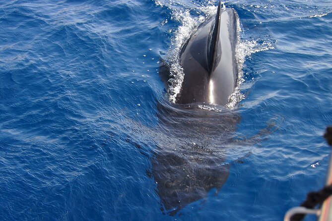 Private Sailing - dolphin Experience from Estepona - drink & food - Price & Value: Is It Worth It?