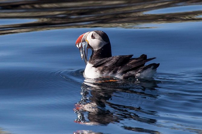 Puffin Cruise with Expert Tour Guide from Reykjavik - Final Thoughts: Is It Worth It?