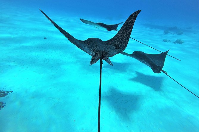 Reef Discovery Half Day Group Signature Tour - The Sum Up: Is This Tour Worth It?