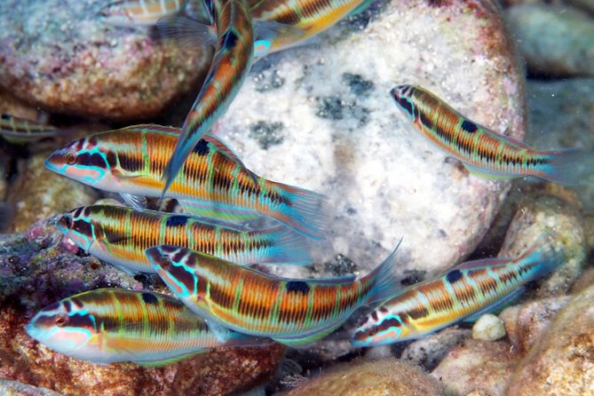 Relaxing snorkeling tour at the Isola Bella Marine Park Taormina - FAQ