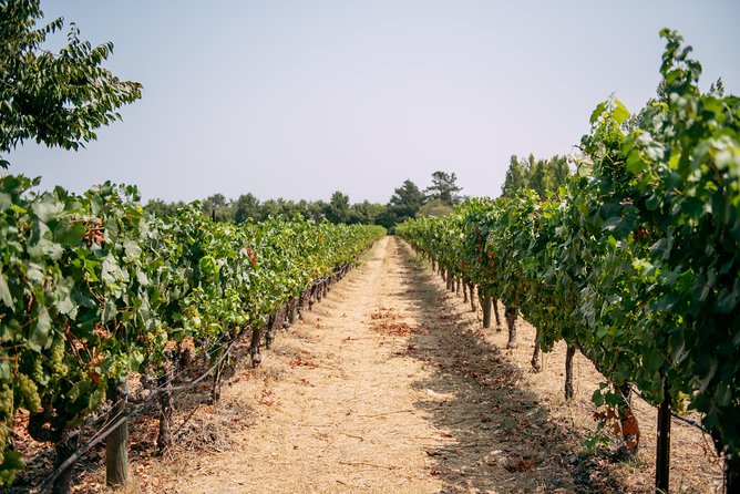 San Francisco Super Saver: Muir Woods & Wine Country w/ optional Gourmet Lunch - How to Make the Most of This Tour