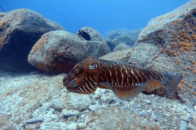 Scuba Dive excursion for Beginners in a Turtle Area - The Bottom Line: Is It Worth It?