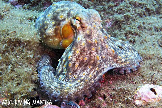 Scuba Diving Experience in Madeira - The Sum Up