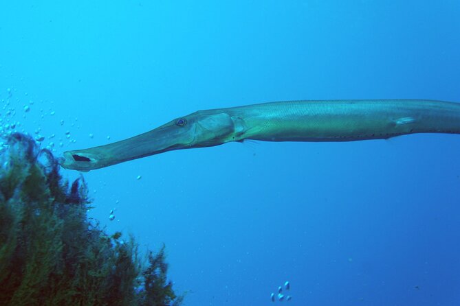 Scuba Diving in Lanzarote (for certified divers only) - Pricing and Value