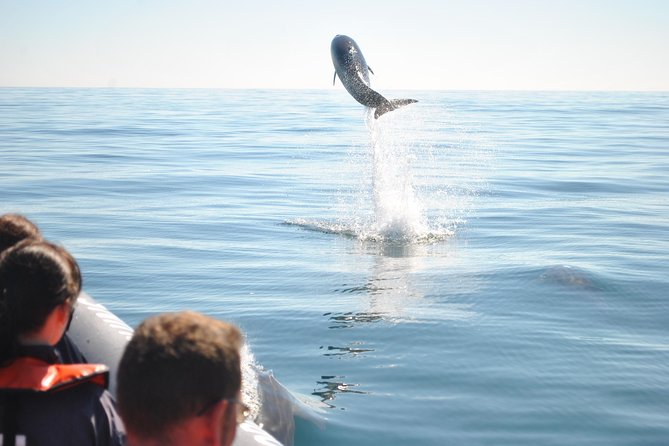 Sealife Sea Safari, Dolphin Watching with Marine Biologist's Lagos - Final Thoughts