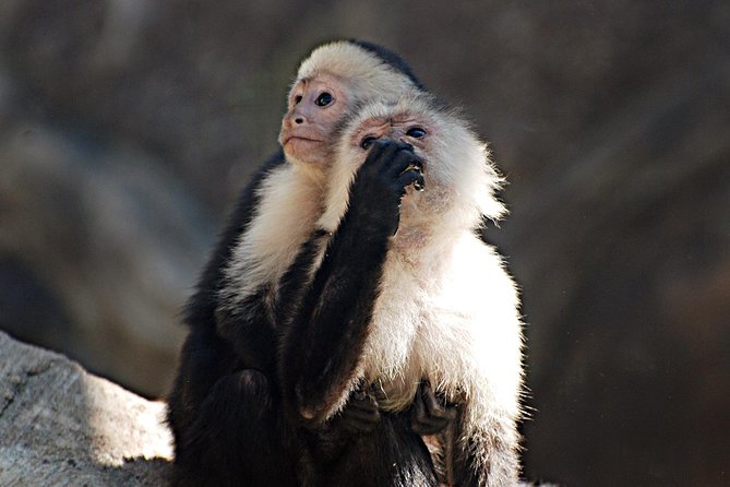 Skip the Line: Diamante Eco Adventure Park: Animal Sanctuary Discovery Ticket - Practical Tips for Visitors