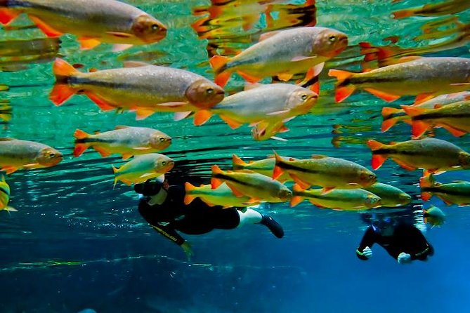 Skip the Line:Recanto Ecologico Rio da Prata Ticket including Trail & Snorkeling - Practical Tips for Your Visit