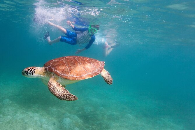 Snorkeling and Boat Tour in a Turtle Area - Frequently Asked Questions