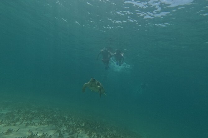 snorkeling ,Turtle Watching in Cyprus - Who Will Love This Tour?