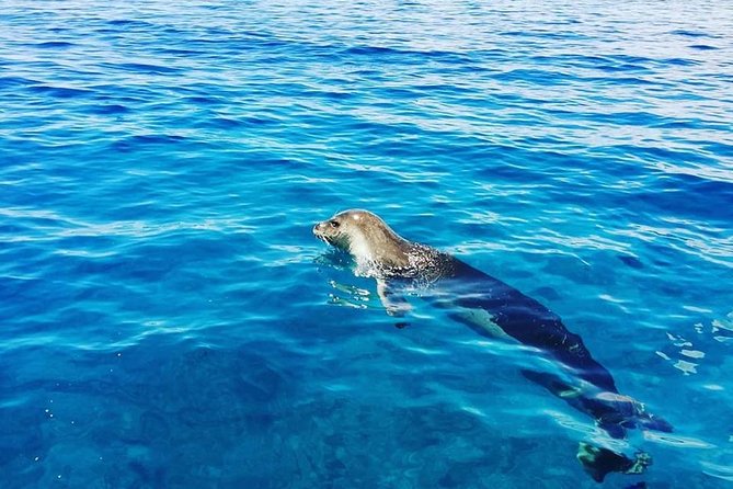 Snorkelling Trip at Ponta de São Lourenço Protected Area - The Sum Up