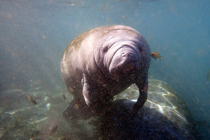 The 'OG' Manatee Snorkel Tour with In-Water Guide/Photographer - The Sum Up: Who Will Love This Tour?