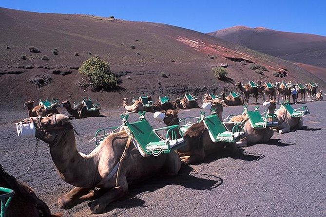 Timanfaya, Golfo, Jameos Agua & Camel Ride (opt) - Lanzarote - FAQ