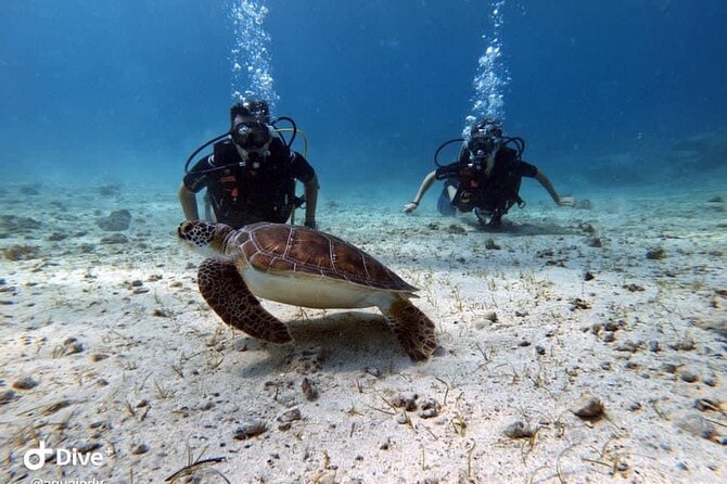 Try a Scuba Diving Experience - The Sum Up: Who Will Love This?