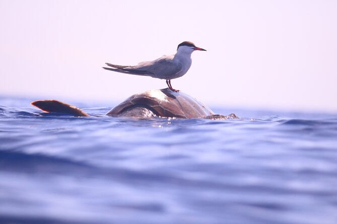 Whale and Dolphin Watching in Calheta, Madeira Island - Frequently Asked Questions