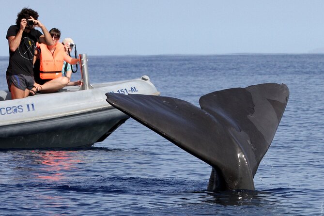 Whale and Dolphin Watching Tour from Funchal - Practical Details & Tips