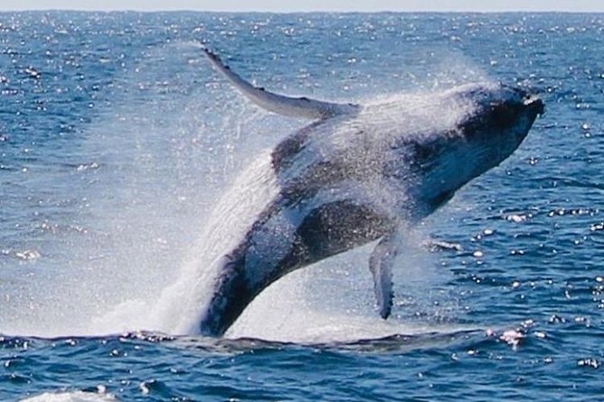 Whale Watching Cruise from Redcliffe, Brisbane or the Sunshine Coast - Final Thoughts
