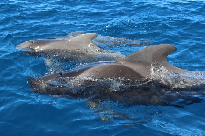 Whale watching in Tenerife. Atlantic Eco Experience - The Experience of Listening to Marine Sounds