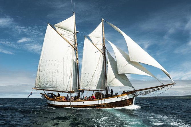 Whale Watching on a Traditional Oak Sailing Ship from Husavik - Who Should Consider This Tour?