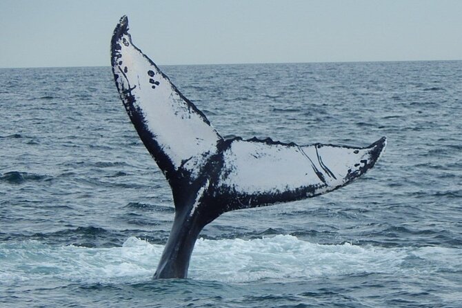 Whale Watching Tour in Gloucester - The Sum Up