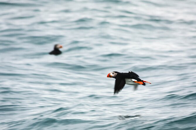 Whales and Puffins Tour from Husavik - Authentic Experiences and Genuine Wildlife Encounters