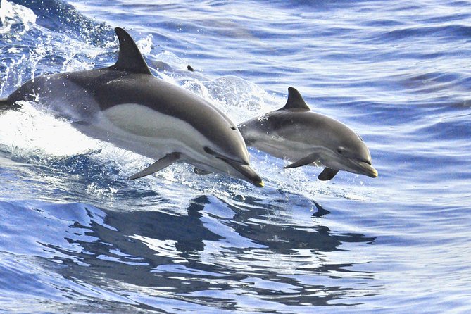 Whales & Dolphins watching in exclusive sailboat - FAQs About This Whale & Dolphin Tour