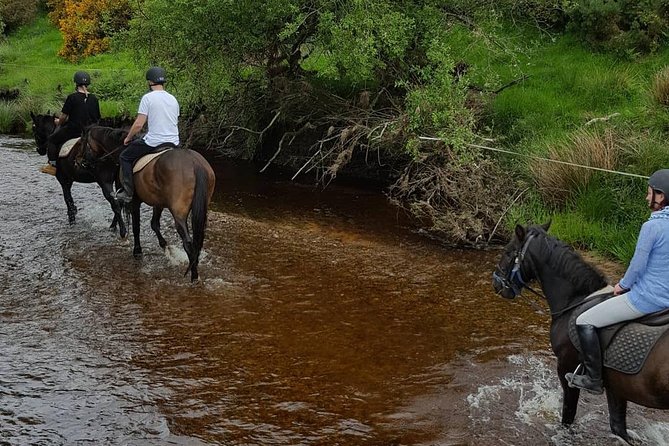 Wicklow Mountains Horse Trekking - Who Should Consider This Tour?