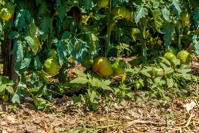 Wine & Food Tasting in Villarena - FAQ