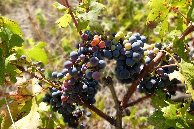 Wine Lover's Tour of Peljesac Peninsula - Frequently Asked Questions (FAQs)