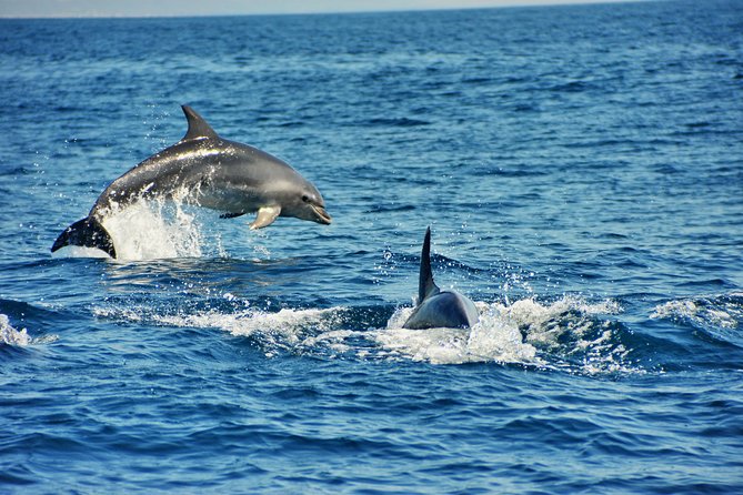 Albufeira Dreamer Boat Trip - FAQ (Frequently Asked Questions)