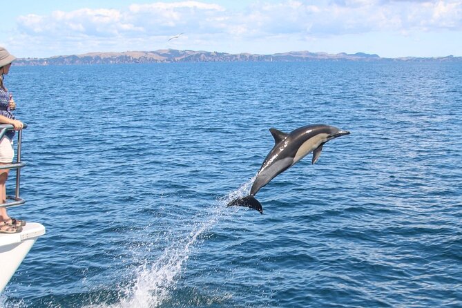 Auckland Dolphin and Whale Watching Eco-Safari Cruise - Final Thoughts