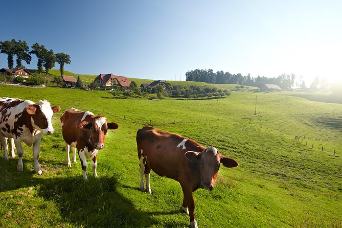 Bern Small-Group Day Trip from Zurich Including Cheese Tasting - Who Is This Tour Best For?