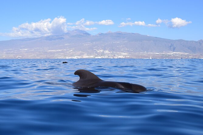 Bonadea II Ecological Whale Watching, 2 hours - Final Summary