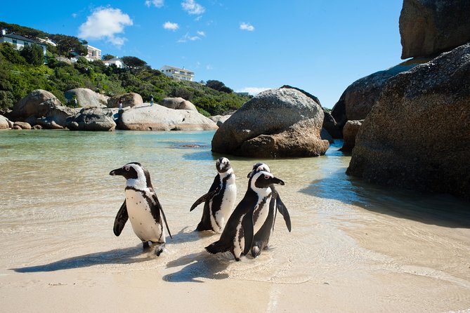 Cape Point and Boulder's Penguins Full Day Tour - Final Thoughts