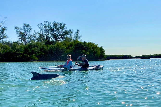 Clear Kayak Tour of Shell Key Preserve and Tampa Bay Area - The Sum Up