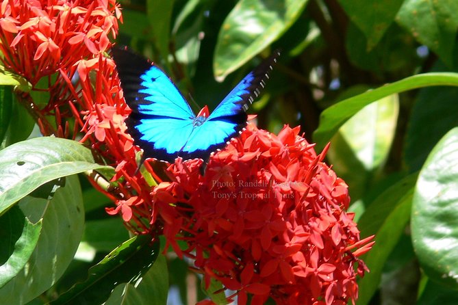 Daintree Rainforest, Mossman Gorge Small-Group from Port Douglas - Final Thoughts